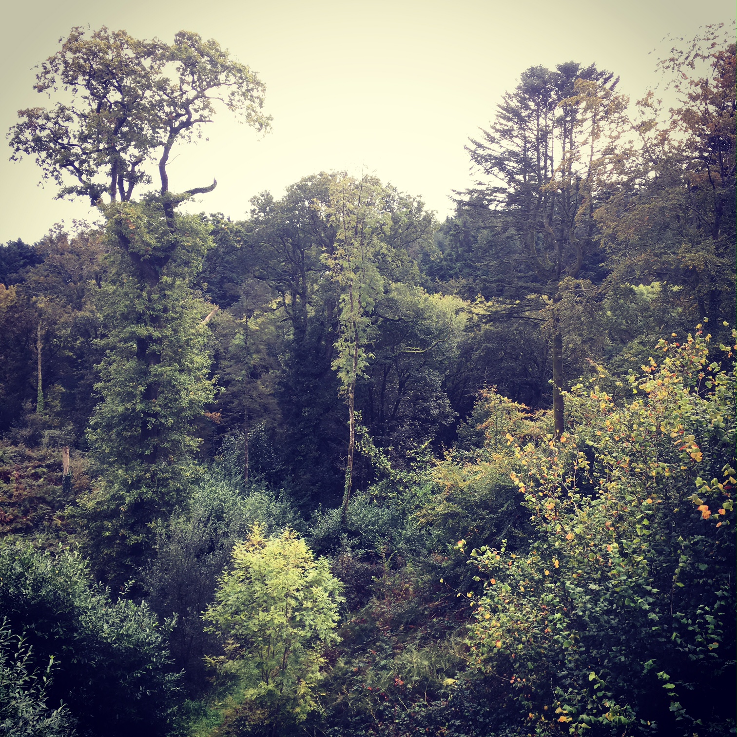 Killeagh Village | greywood arts